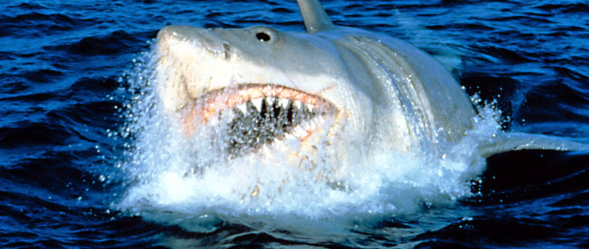 Jaws (1975) Showtimes & Tickets | Royal Cinemas Sutton Coldfield